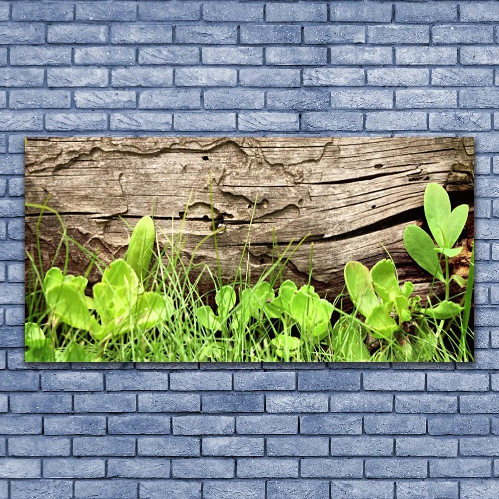 Plexisklo-obraz Tráva Listy Květiny 120x60 cm