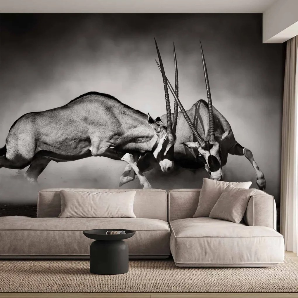 Fototapeta Gemsbok fight