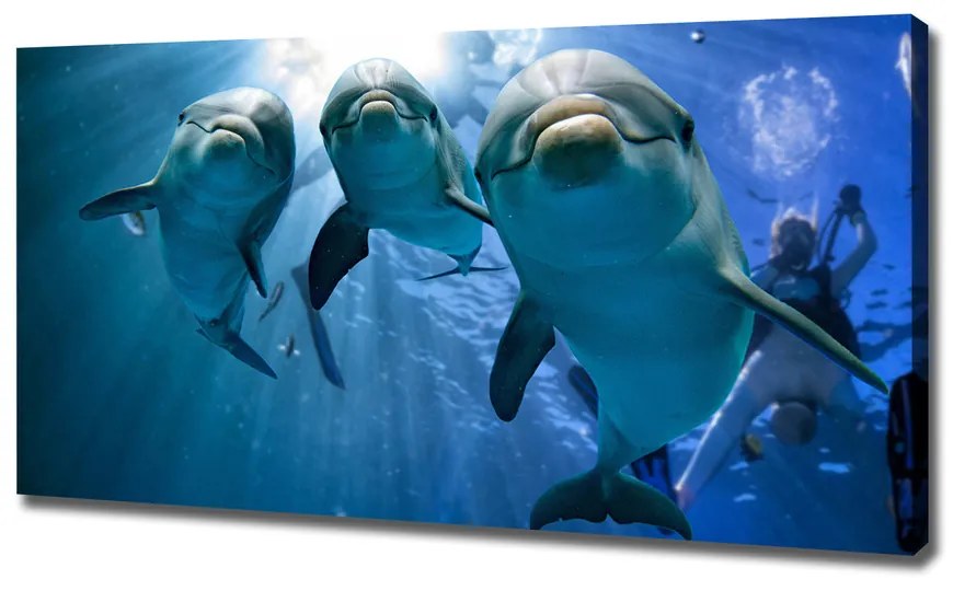 Wallmuralia Foto obraz canvas Tři delfíni 120x60 cm