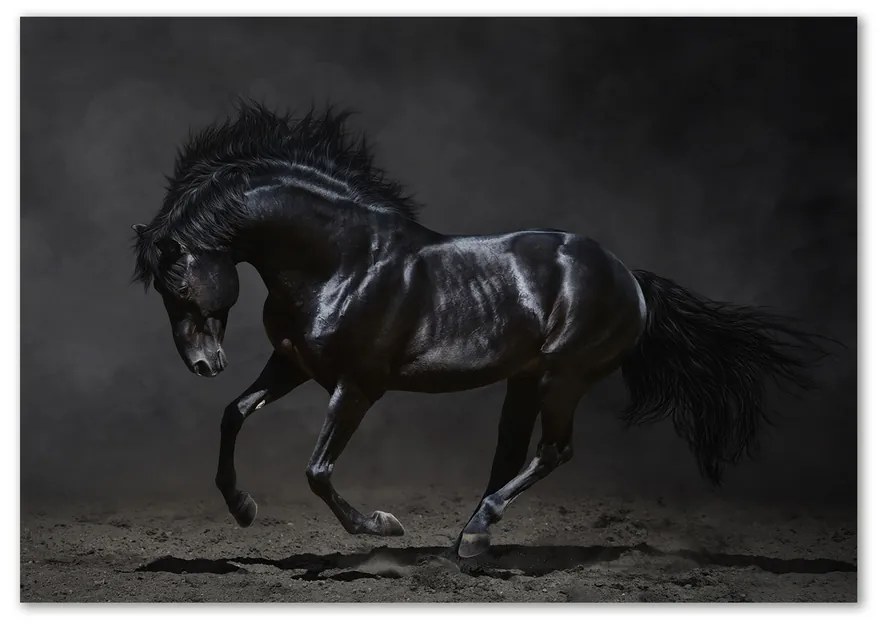 Wallmuralia Foto obraz sklo tvrzené Černý kůň 100x70 cm