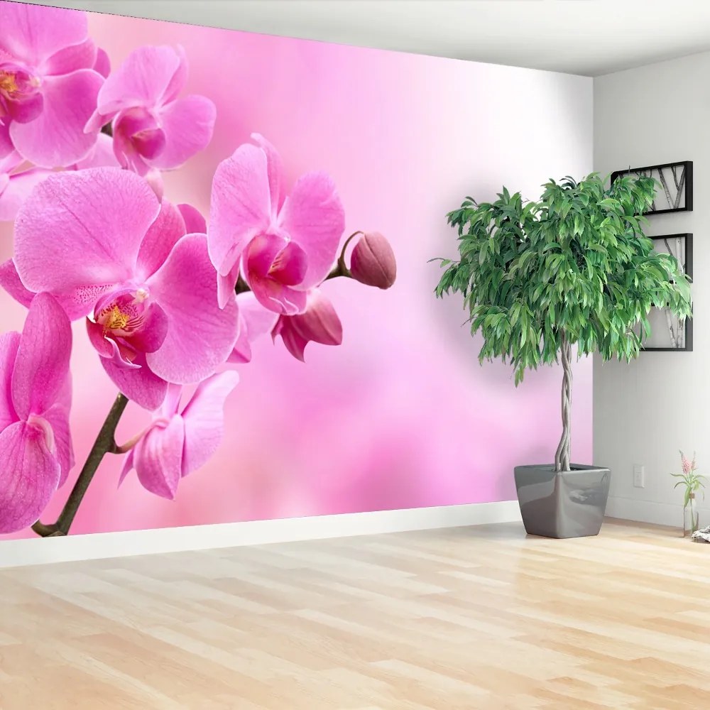 Fototapeta Růžová orchidej 104x70