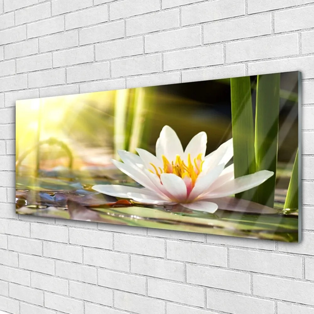 Plexisklo-obraz Květ Vodní Lilie 125x50 cm