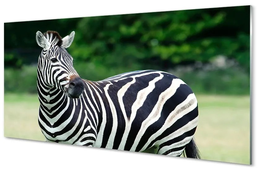 Obraz na skle Zebra box 125x50 cm