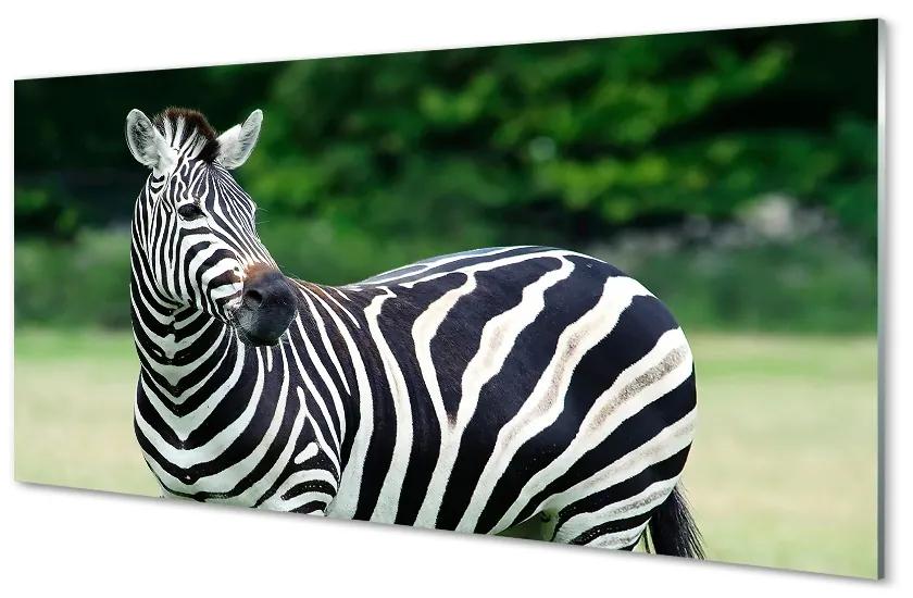 Obraz na skle Zebra box 120x60 cm