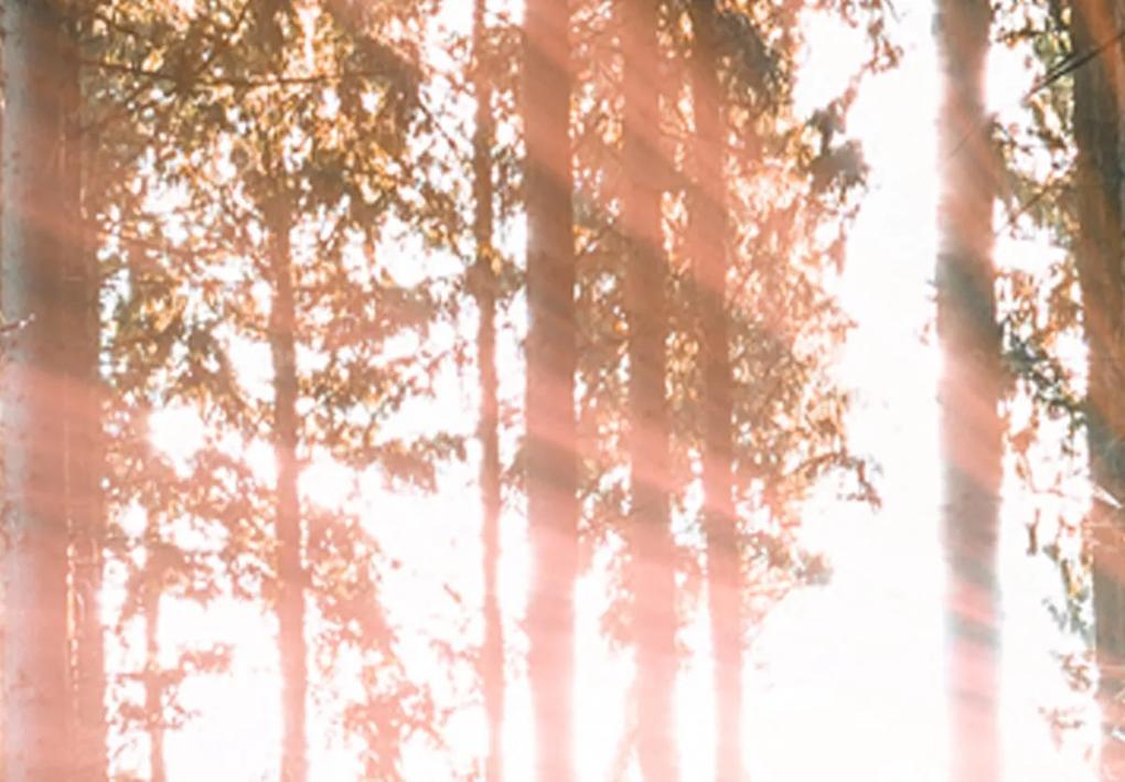 Obraz ráno v lese + háčky a hřebíčky ZDARMA Velikost (šířka x výška): 200x80 cm