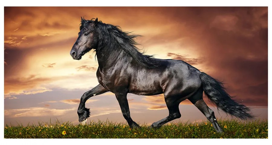 Wallmuralia Foto obraz akrylový na stěnu Klusající kůň 120x60 cm