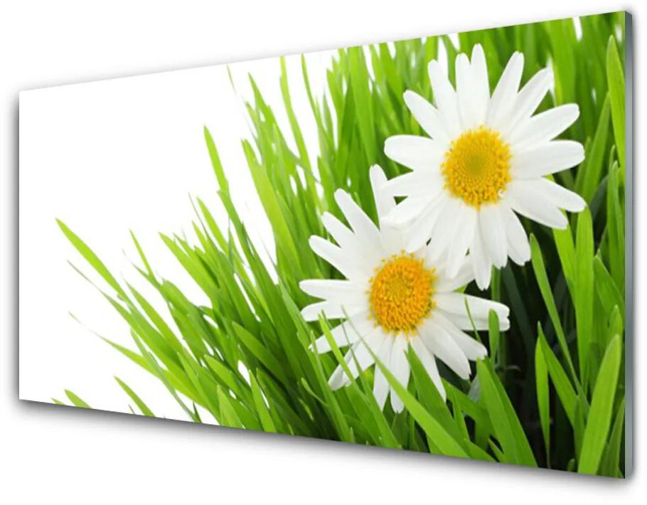 Plexisklo-obraz Sedmikráska Květ Příroda 120x60 cm