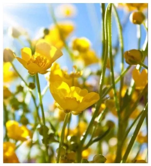 Fototapeta - Žluté květiny 225x250 + zdarma lepidlo