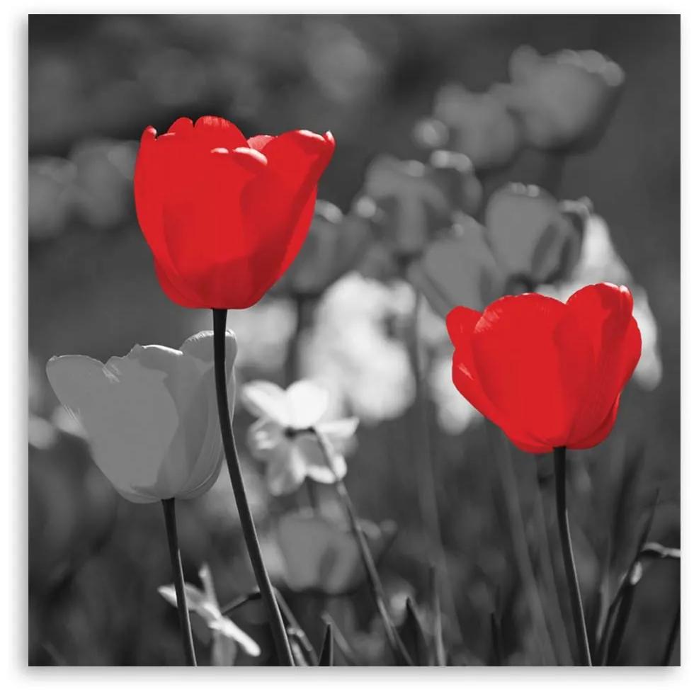Gario Obraz na plátně Červené tulipány v šedé barvě Rozměry: 30 x 30 cm