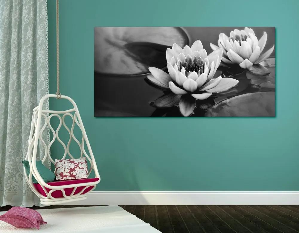 Obraz lotosový květ v jezeře v černobílém provedení Varianta: 100x50