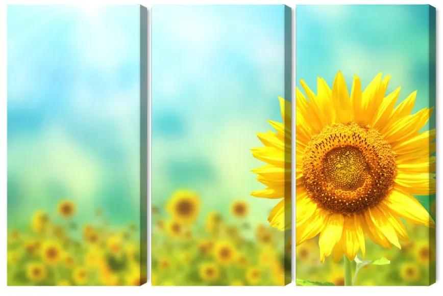 Vícedílný obraz Dekorativní 3D Květy Slunečnice Nedostatek Nedostatek Přírodní plátno 150x100