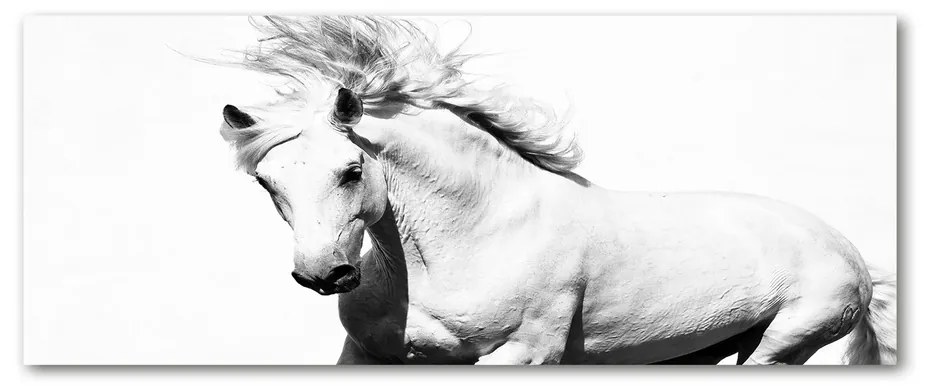 Wallmuralia Foto obraz akryl svislý do obýváku Bílý kůň 125x50 cm