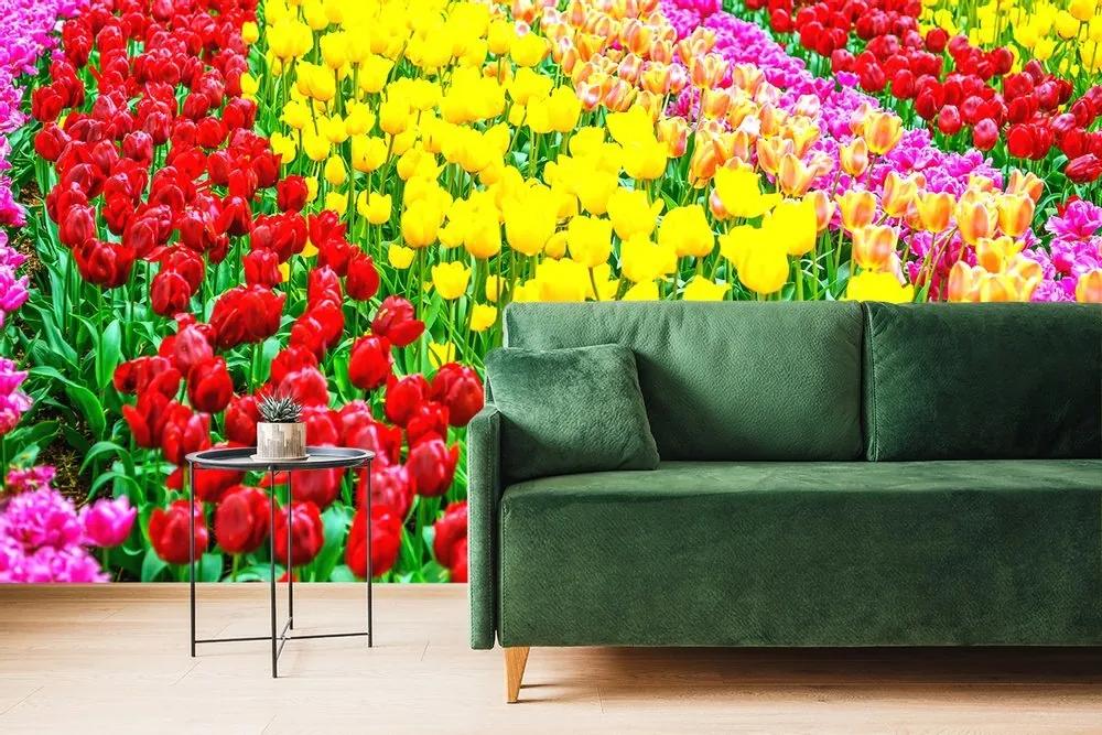Tapeta tulipány v zahradě - 300x200 cm