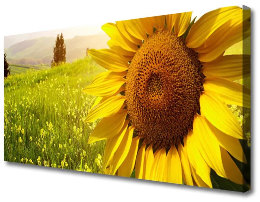 Obraz na plátně Slunečnice Květ Rostlina 100x50 cm