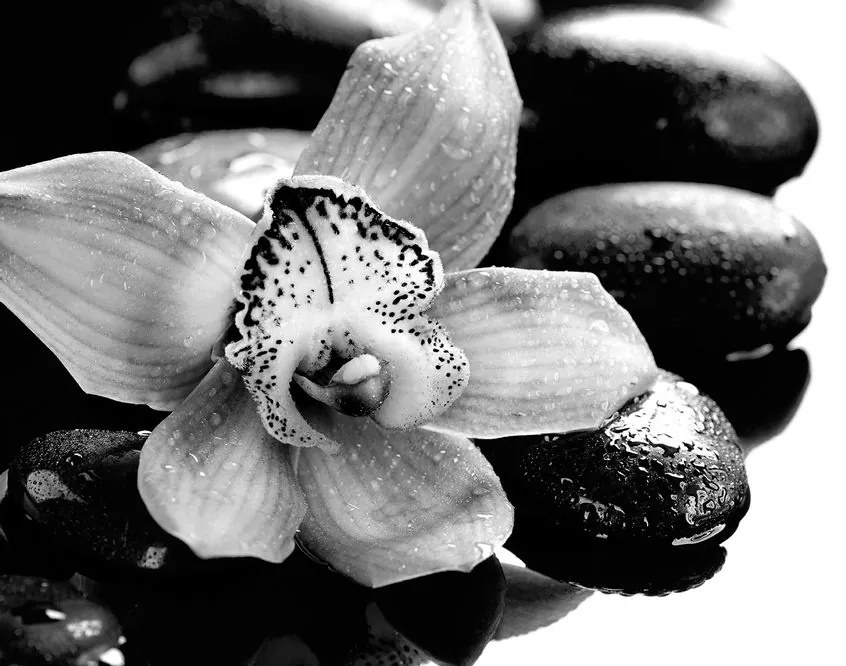 Tapeta exotická orchidej černobílá - 150x100 cm