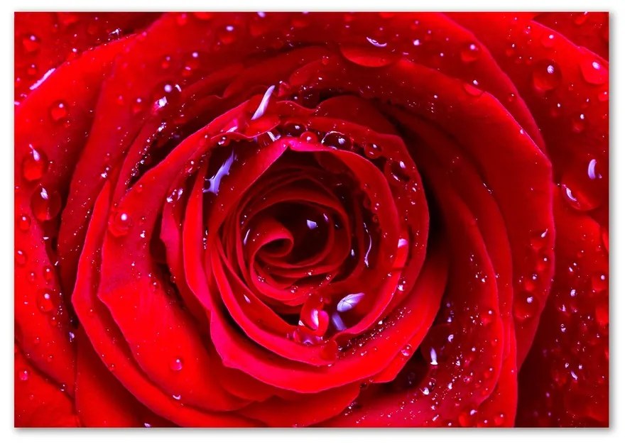 Wallmuralia Moderní akrylový fotoobraz Květ růže 100x70