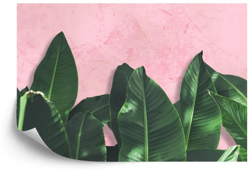 Fototapeta Tropické Rostliny Na Růžovém Pozadí Hladký vinyl 315x210