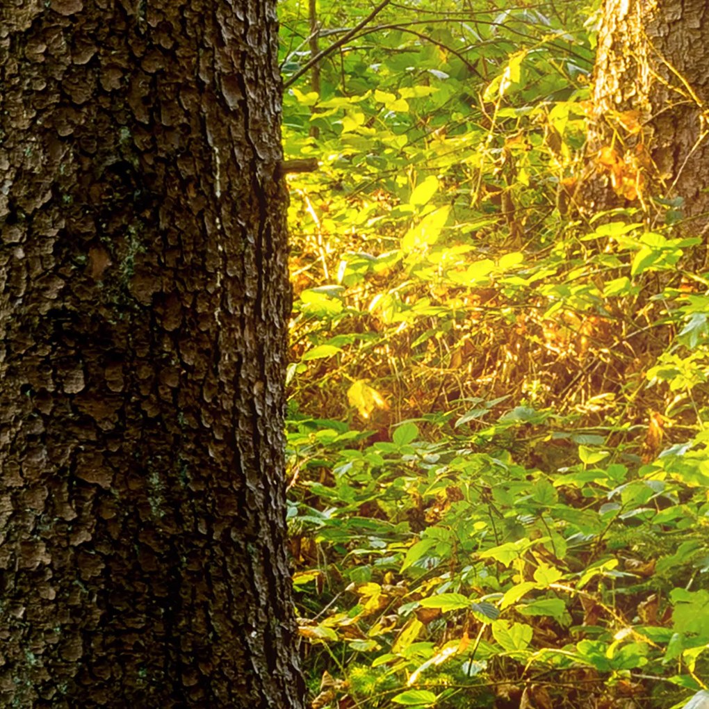 Malvis Tapeta Východ slunce - les Vel. (šířka x výška): 432 x 290 cm