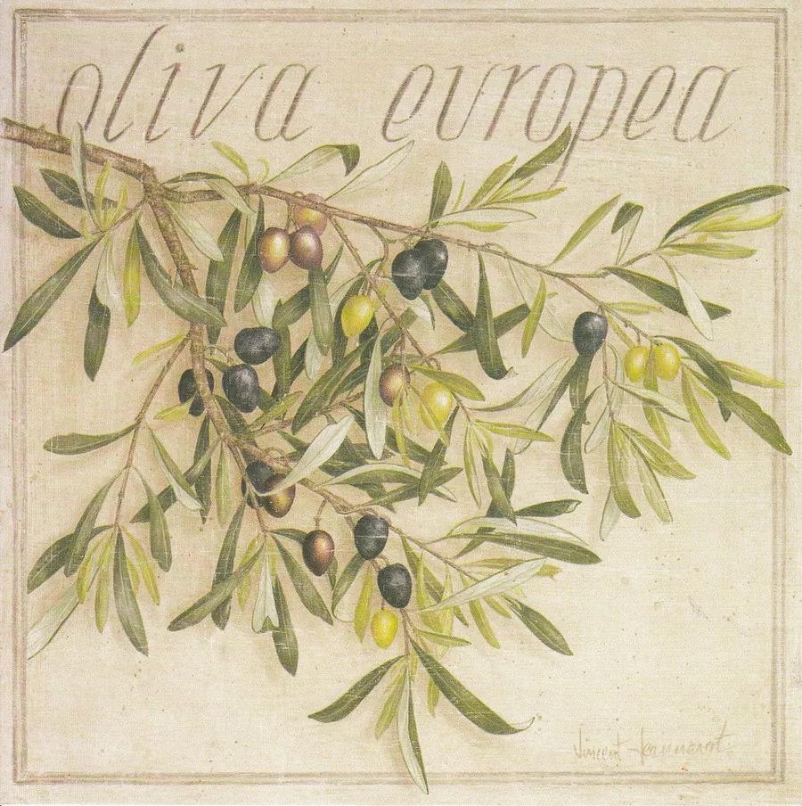 ART-STYLE Obrázek 14x14, olivia europea, rám bílý s patinou