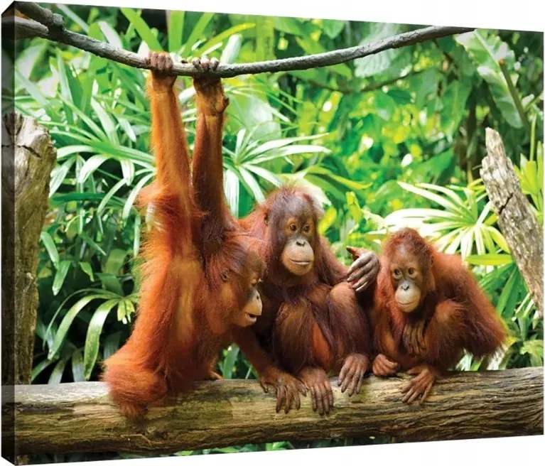 Obraz 80x60 Orangutani opice divoká zvířata příroda džungle tropy