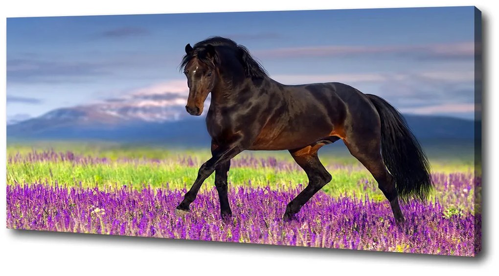 Foto obraz na plátně do obýváku Kůň na poli levandule