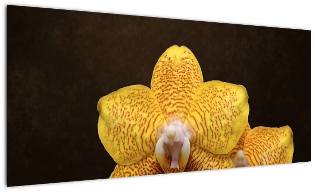 Obraz orchideje (100x40cm)