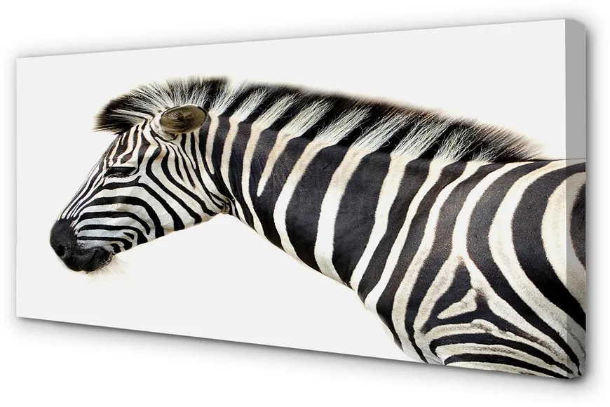 Obrazy na plátně zebra 100x50 cm