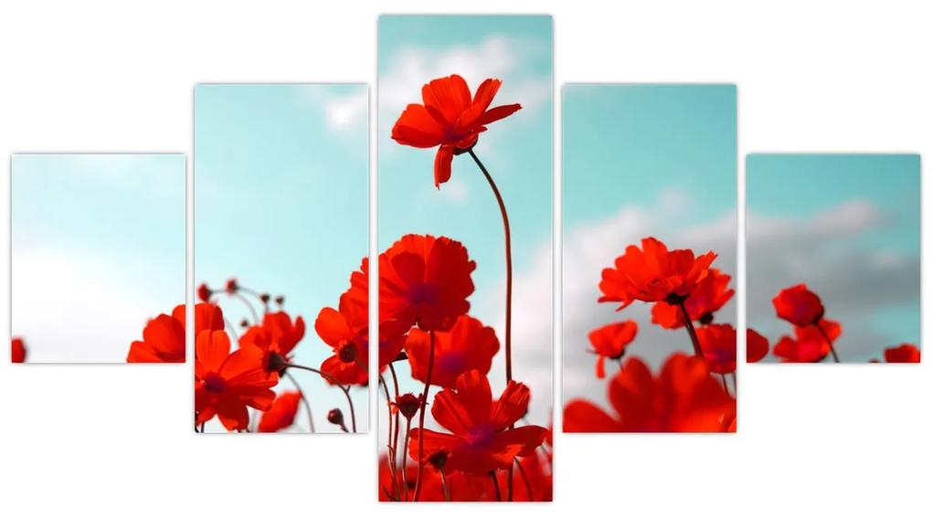 Obraz pole s jasně červenými květy (125x70 cm)