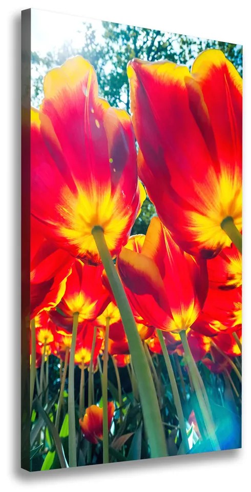 Wallmuralia Foto obraz na plátně Červené tulipány 50x100 cm