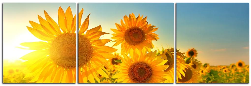 Obraz na plátně - Slunečnice v létě - panoráma 5145C (90x30 cm)