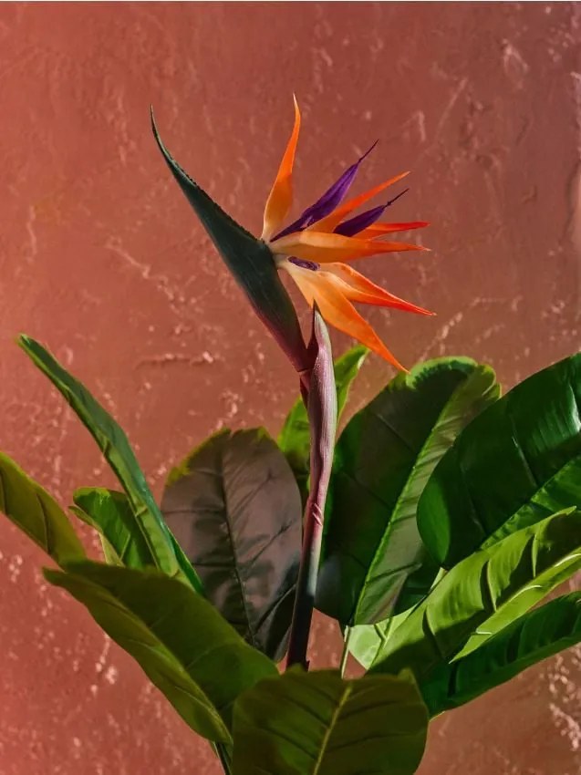 Sinsay - Dekorativní rostlina – strelície - zelená