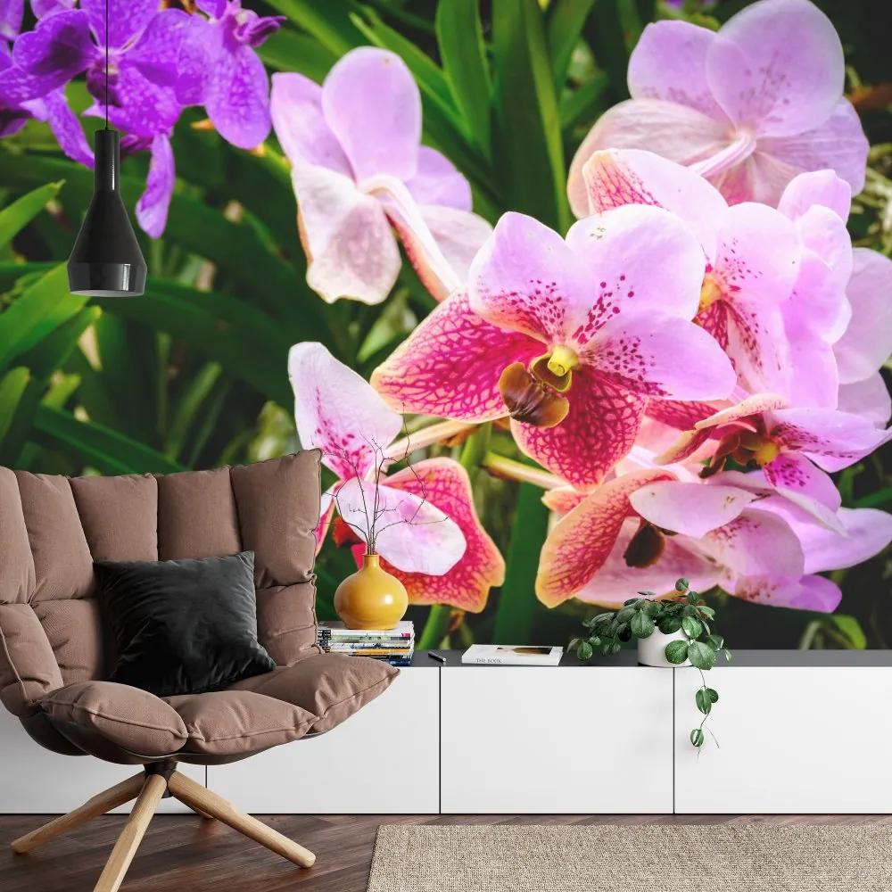 Fototapeta Barevné Orchideje 3D Omyvatelný vlies 368x254