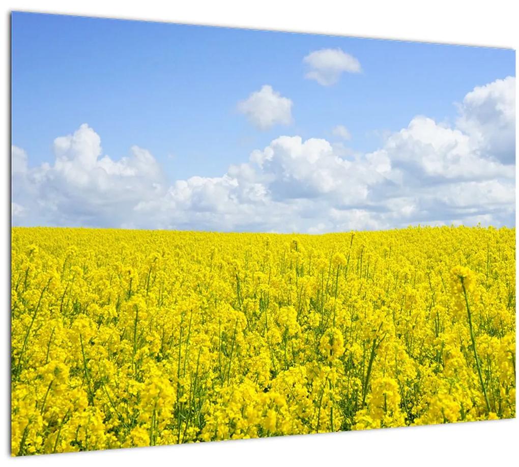 Skleněný obraz žlutého pole (70x50 cm)