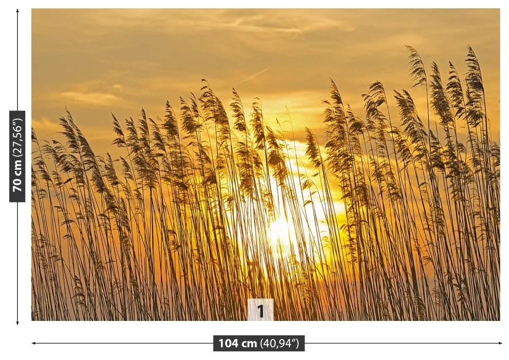 Fototapeta třtina Pole