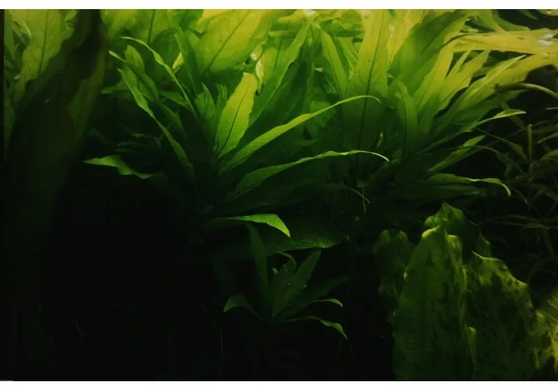 Hygrophila guyanensis