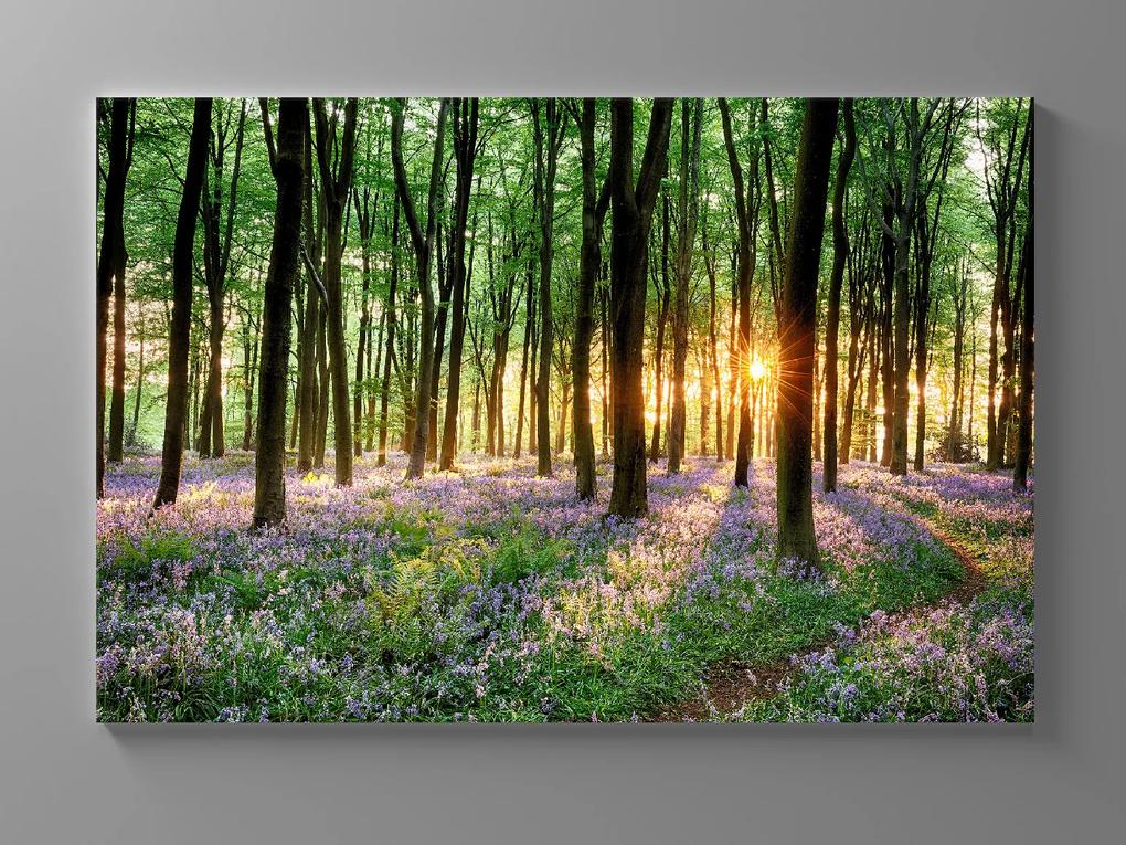 Liox Obraz lesní svit Rozměr: 150 x 100 cm