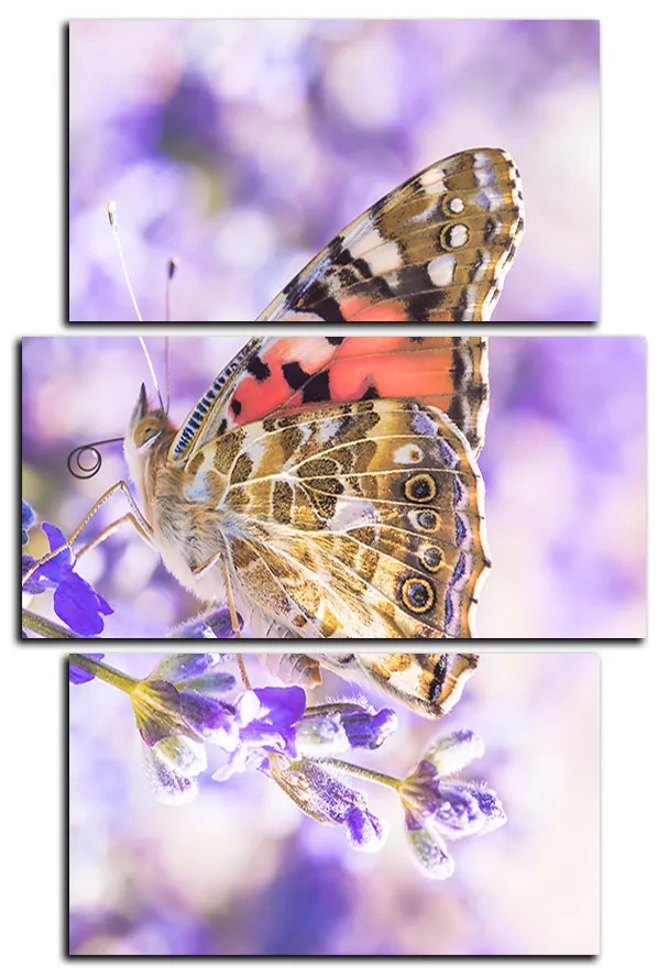 Obraz na plátně - Motýl na levandule - obdélník 7221C (105x70 cm)