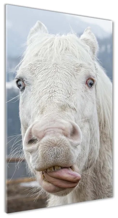 Wallmuralia Fotoobraz na skle Šílený bílý kůň 70x140 cm