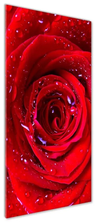 Wallmuralia Moderní akrylový fotoobraz Květ růže 50x125 cm