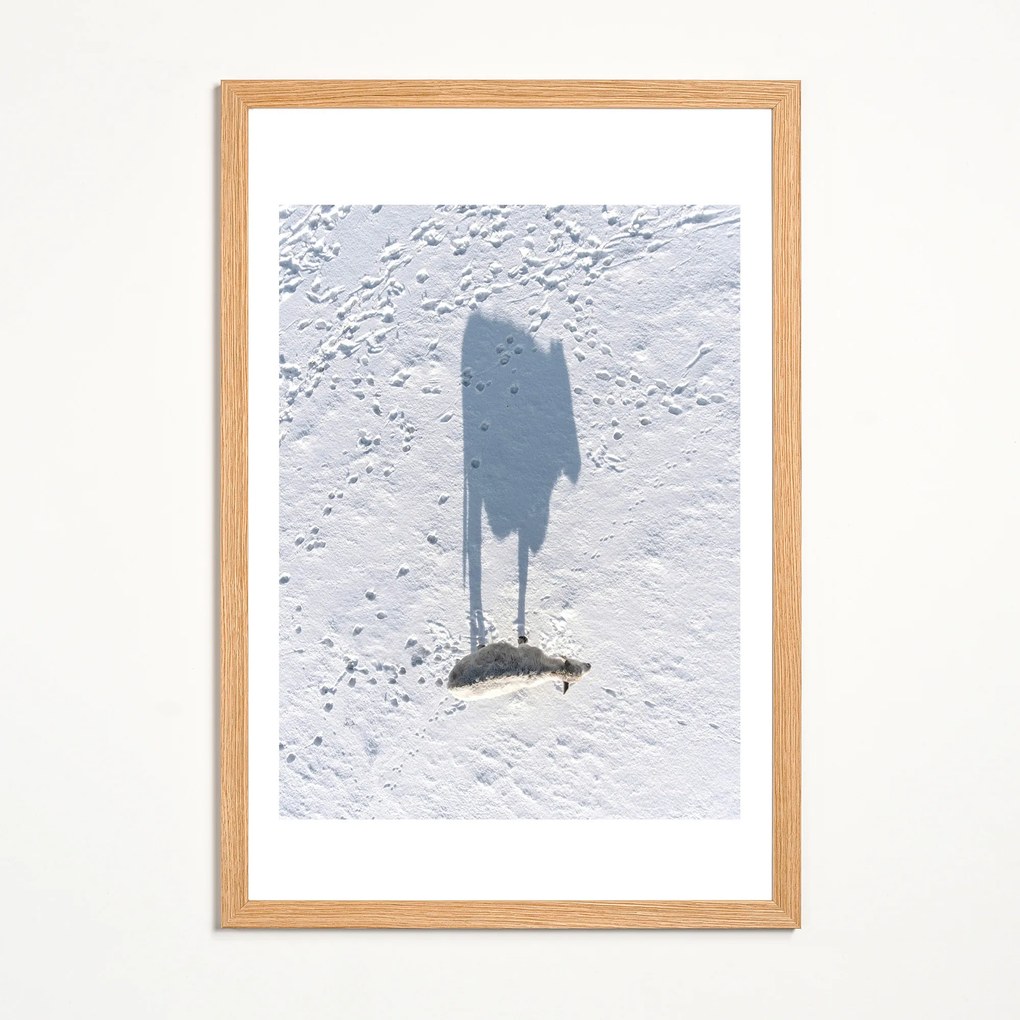 Tomáš Neuwirth | Stín ovce Rám: Černý, Velikost: 30 x 40 cm