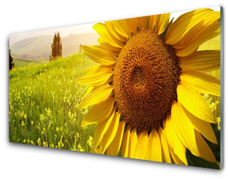 akrylový obraz Slunečnice Květ Rostlina 100x50 cm