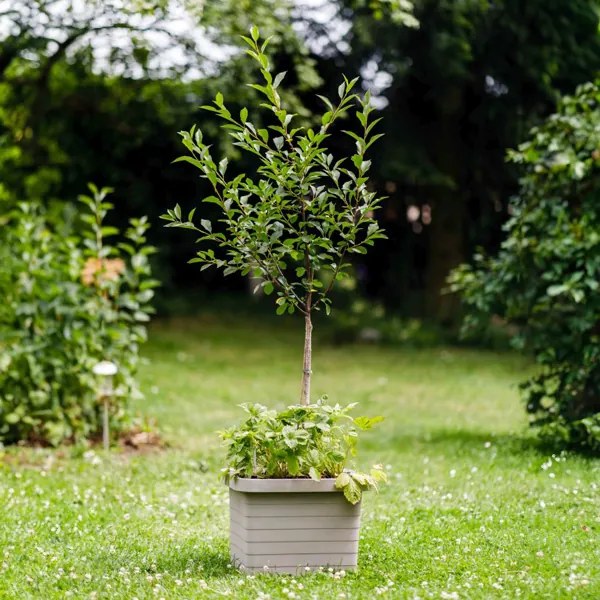 Samozavlažovací velkoobjemový truhlík Berberis UNO taupe 45 cm