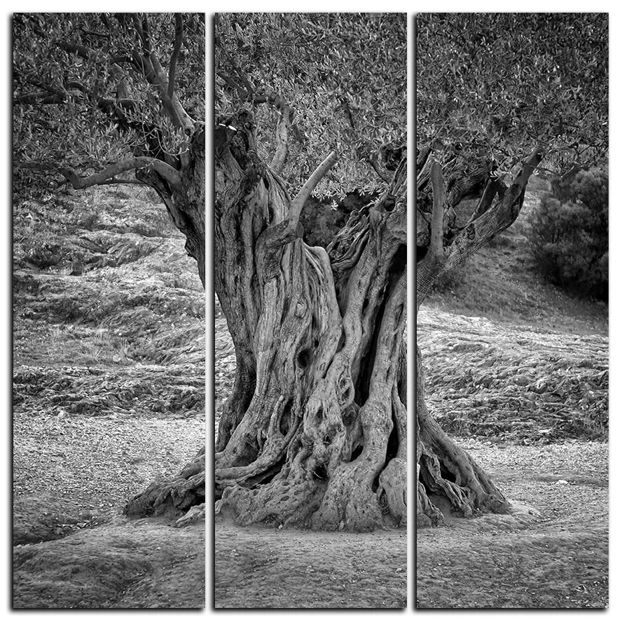 Obraz na plátně - Starý olivovník - čtverec 3181QB (105x105 cm)