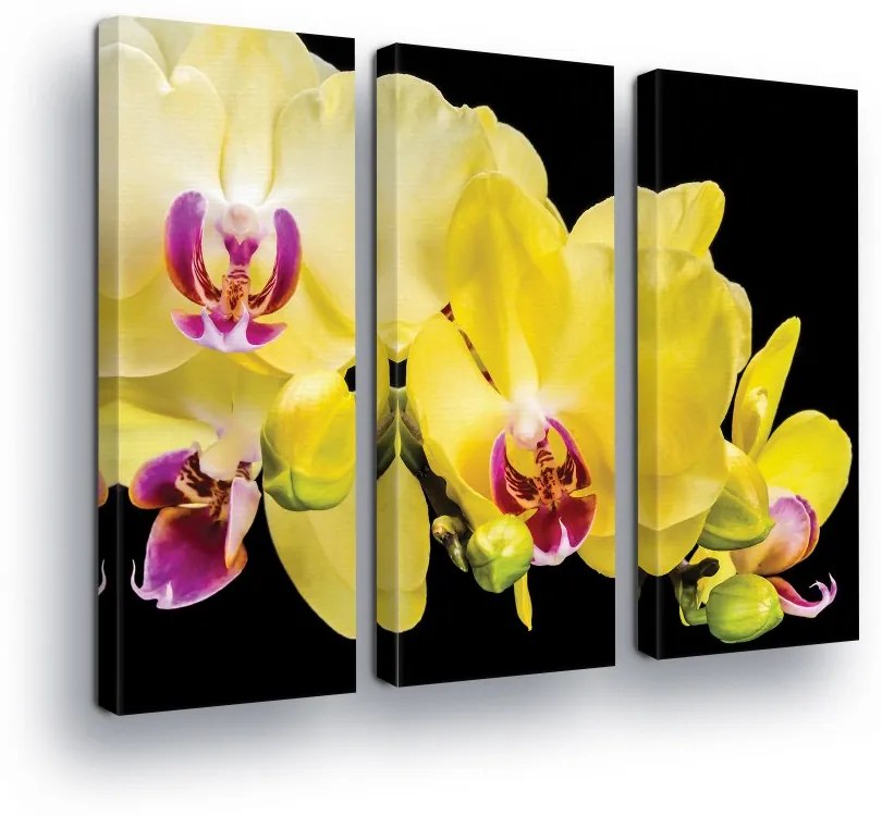 GLIX Obraz na plátně - Žluté Květy s Černým Pozadím 3 x 30x80 cm