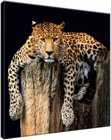 Tištěný obraz Odpočinek leoparda 30x30cm 2344A_1AI