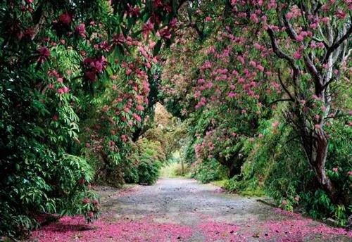 Fototapeta Wicklow Park, rozměr 368 cm x 254 cm, fototapety KOMAR 8-985