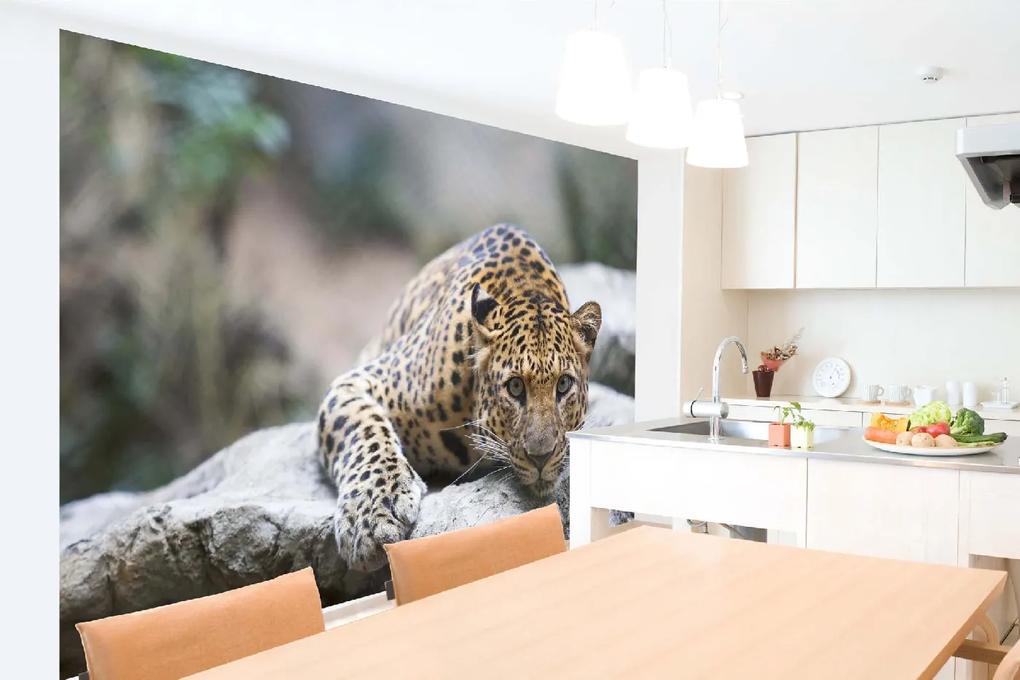 DIMEX | Samolepicí vliesová fototapeta na zeď Leopard na skále MA-5-0606 | 375 x 250 cm | béžová, hnědá, šedá