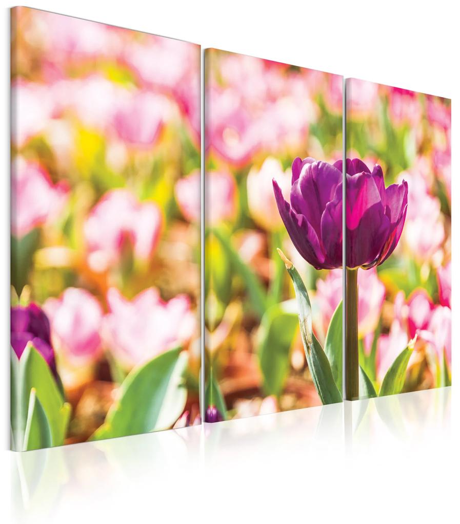 Malvis ® Obraz Pestrý tulipán ROZMĚR (šířka x výška): třídílný obdélník 120x80 cm