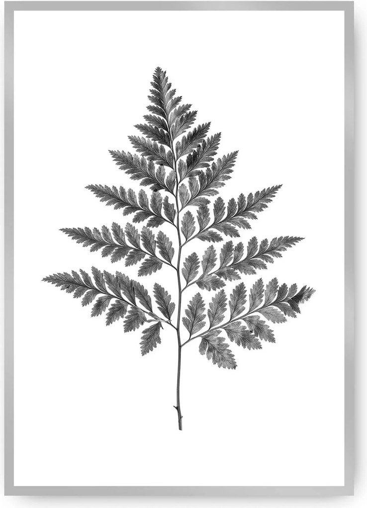 Plakát Fern Grey