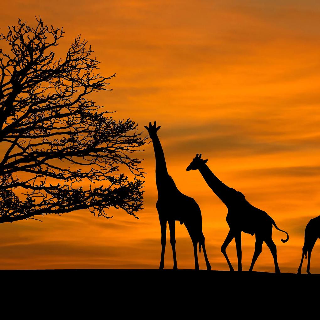 Malvis ® Tapeta africké žirafy Vel. (šířka x výška): 360 x 260 cm